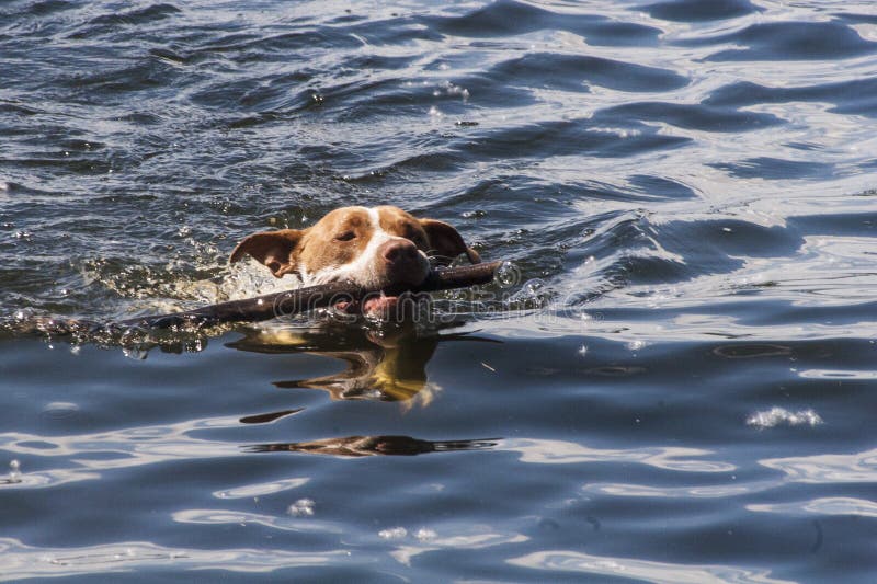 Dog Fetching Stick stock image. Image of stick, swim - 39441137