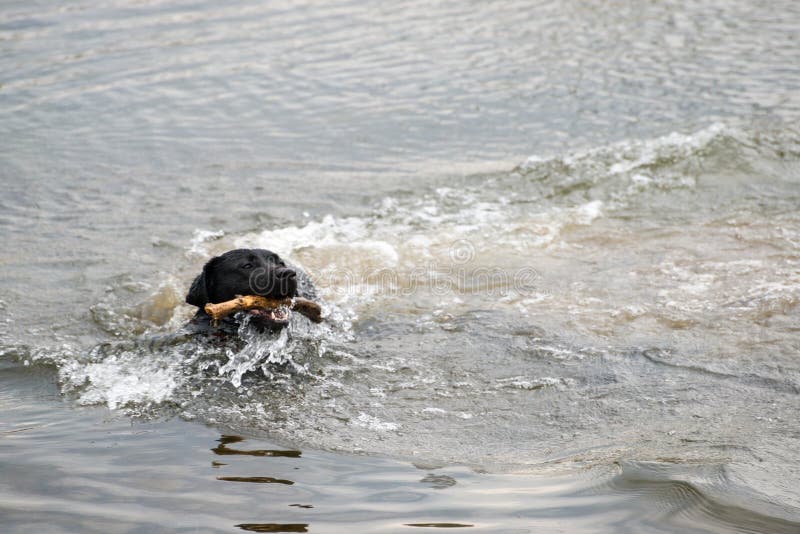 Dog fetching a stick stock photo. Image of black, swimming - 39152506
