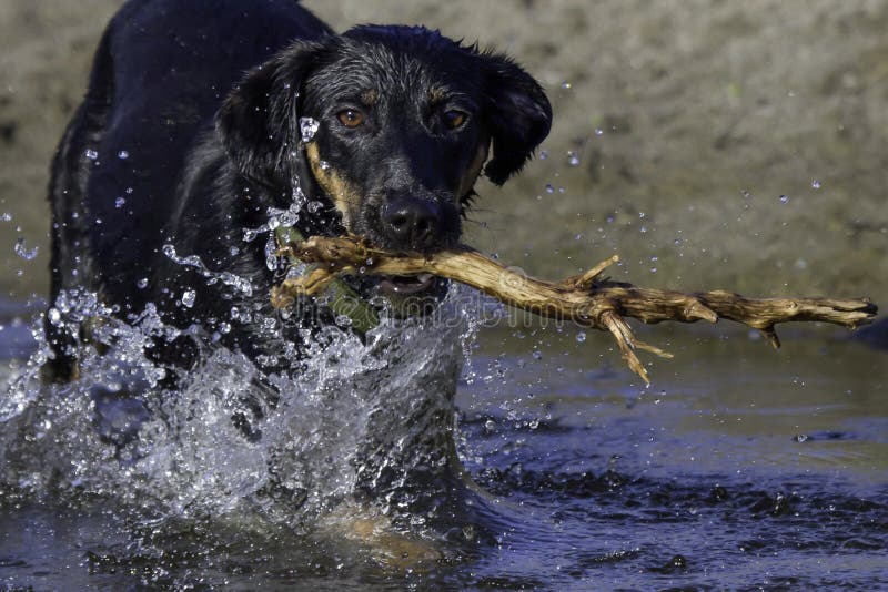 Dog Fetching Stick in Water Stock Image - Image of splashing, fetch ...
