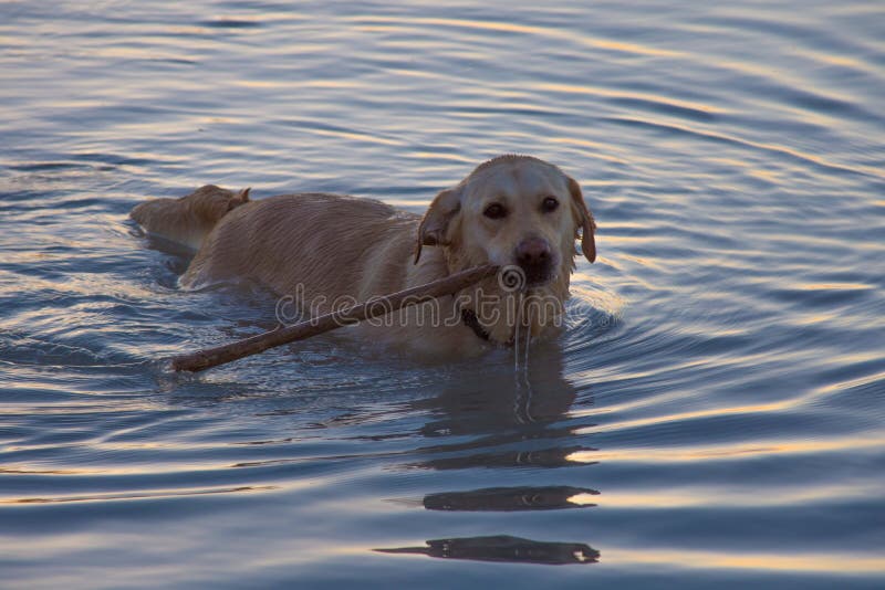 Dog Fetching Stick in the Water Stock Photo - Image of boys, happy ...