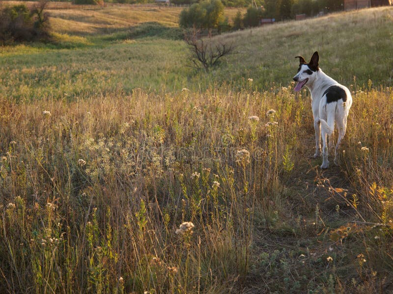 Dog on field stock photo. Image of field, scenic, autumn - 11155664
