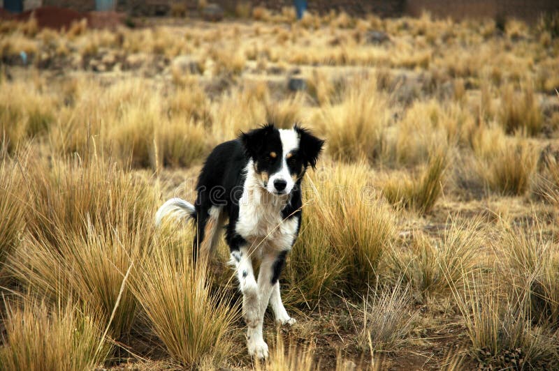 Dog in Field stock photo. Image of adventure, guard, walking - 18292452