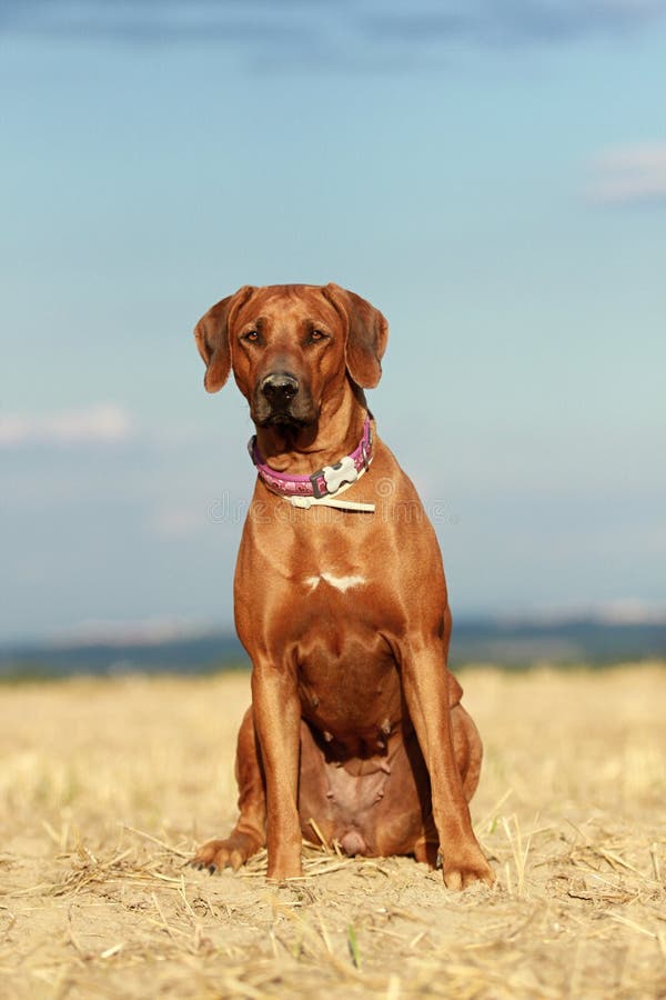 Dog in the field stock image. Image of beautiful, cute - 26387293