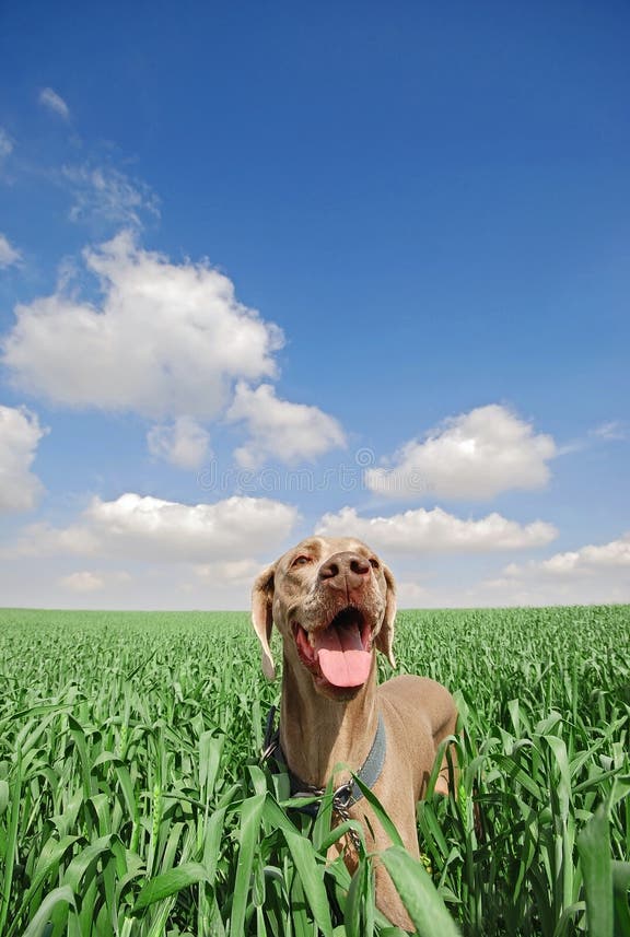 Dog in field stock image. Image of pedigree, field, funny - 8114107
