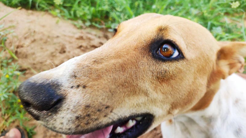 A Dog in the Field, Close Up Dog Face Stock Image - Image of breed ...