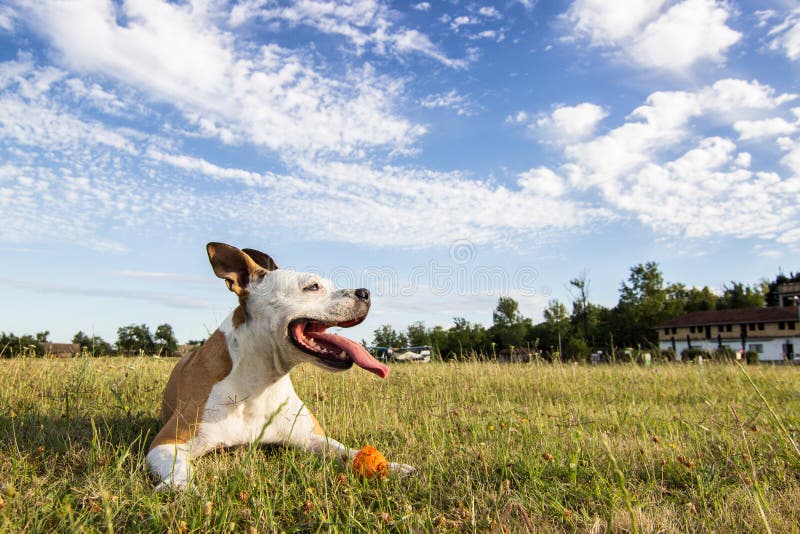 Dog in field portrait stock image. Image of back, adult - 97225437