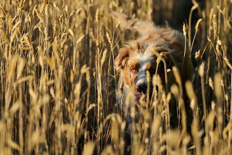 Dog in field of wheat stock image. Image of harvest, food - 25881909