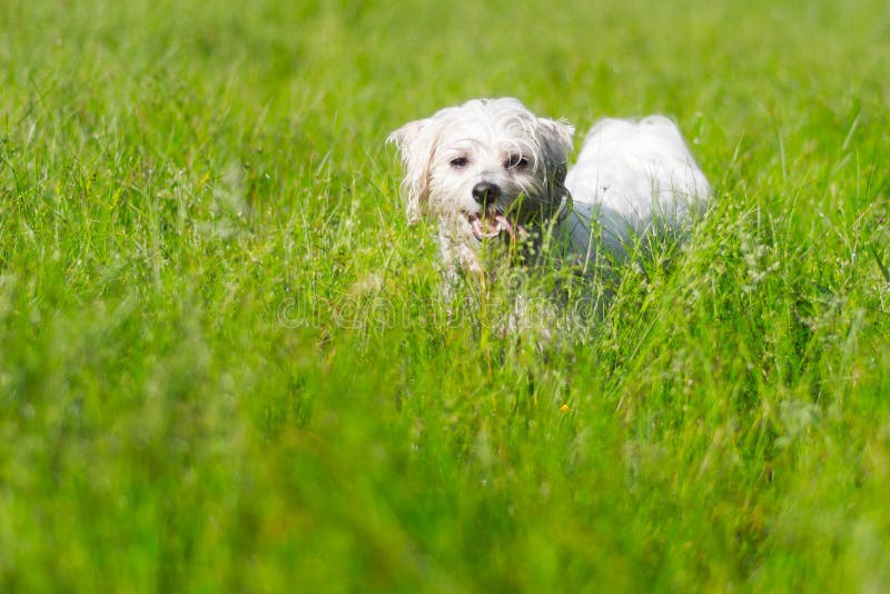 Dog in field stock photo. Image of outdoors, meadow - 123594548