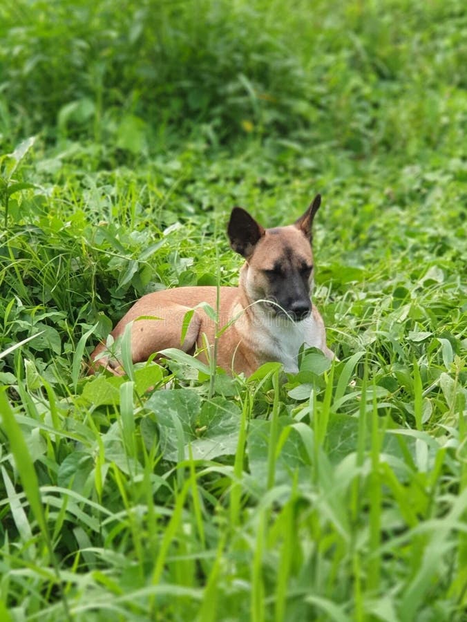 Dog in the fields stock photo. Image of meadow, pasture - 189512730