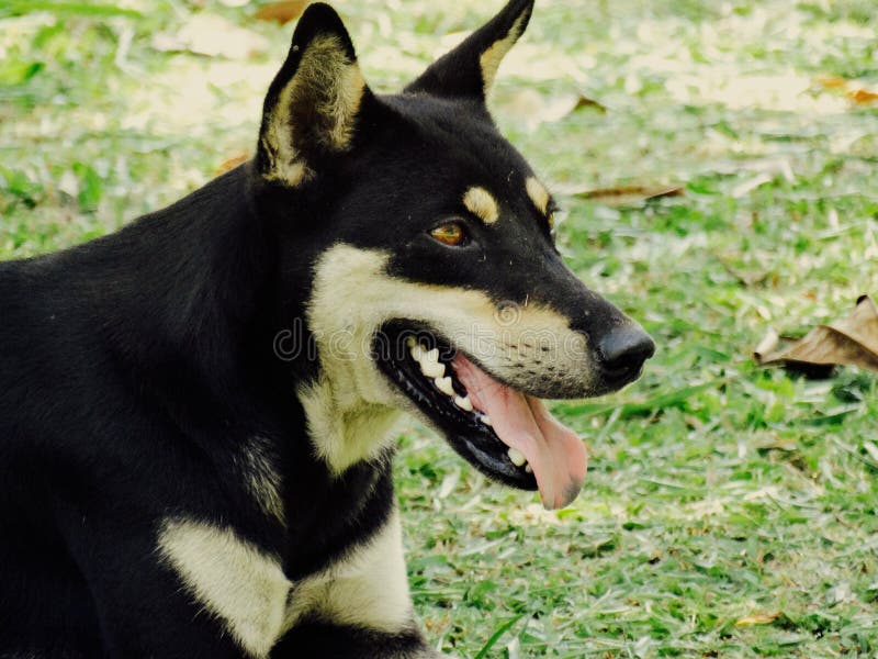 Dog Fierce Stock Images - Download 2,946 Royalty Free Photos