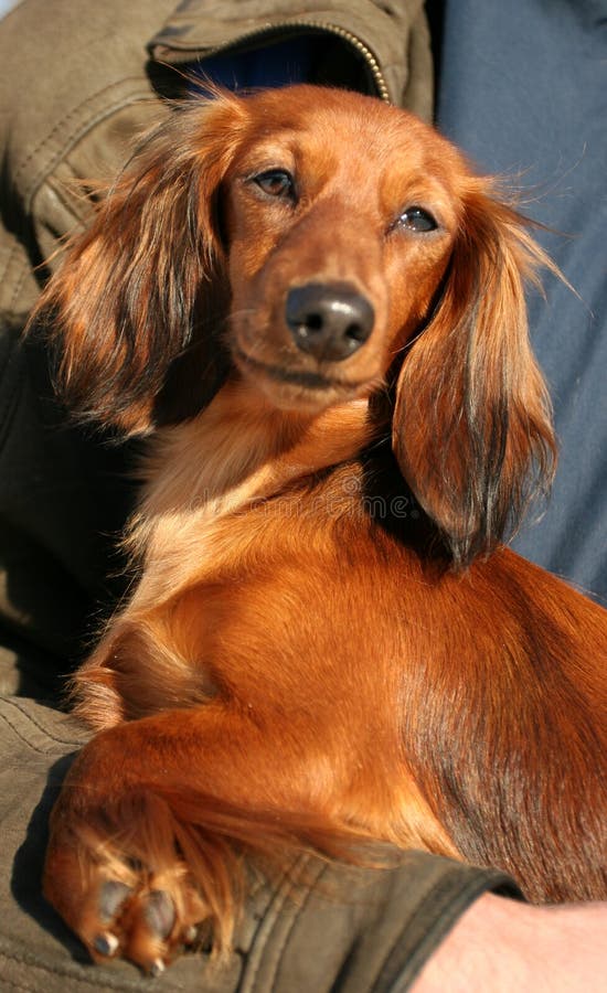 367 Dog Fiery Stock Photos - Free & Royalty-Free Stock Photos from ...