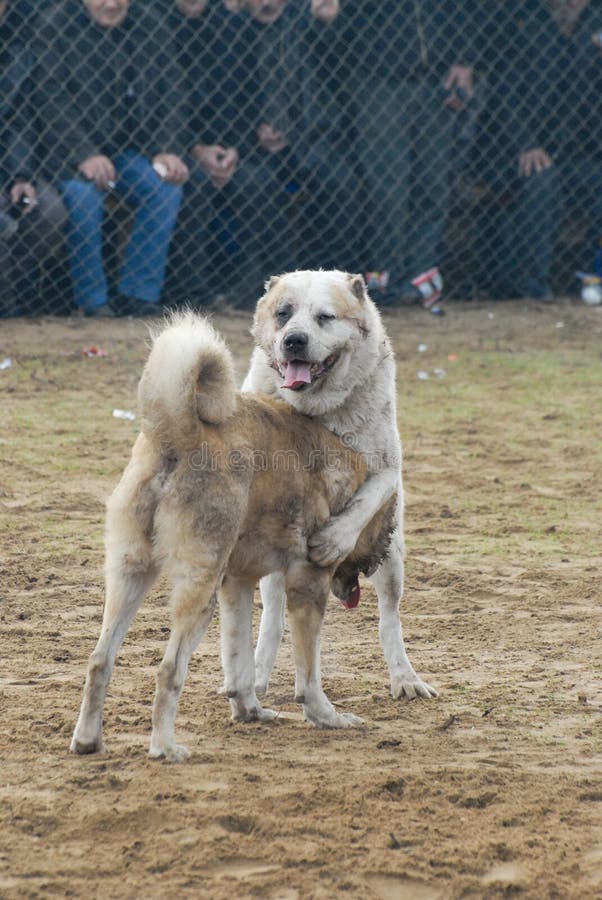 Dog fight stock photo. Image of power, ring, stamina - 12019292