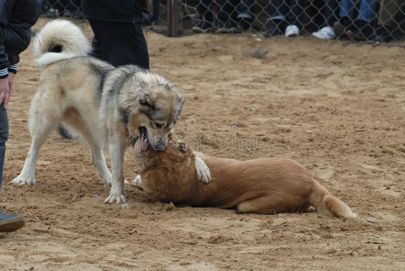 Dog fight stock image. Image of agression, ring, power - 12019299