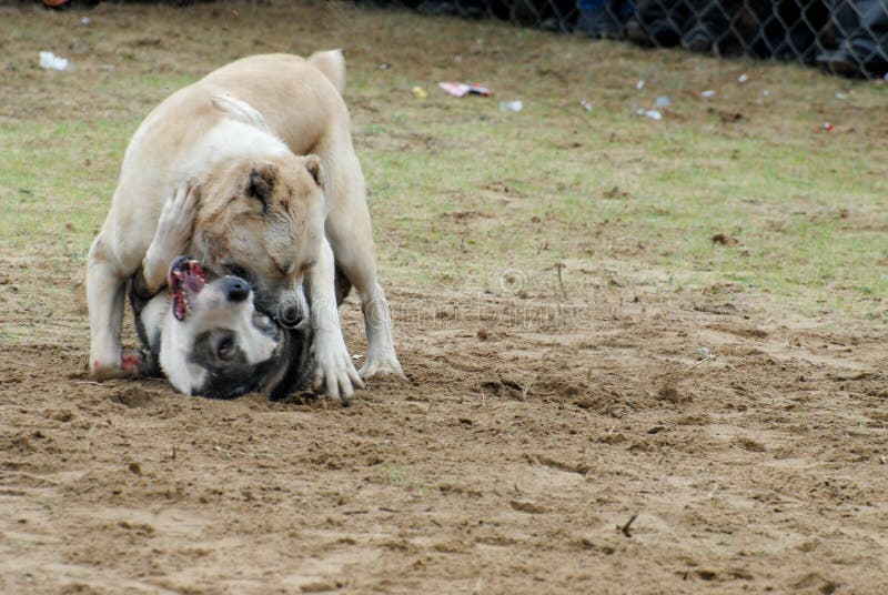 Dog fight stock image. Image of champion, proud, culture - 12019311
