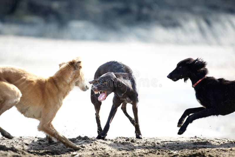 Dog fight stock image. Image of beagle, color, canine - 19297061