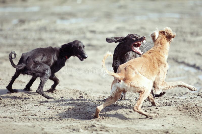 Dog fight stock image. Image of danger, kurzhaar, animal - 19365325