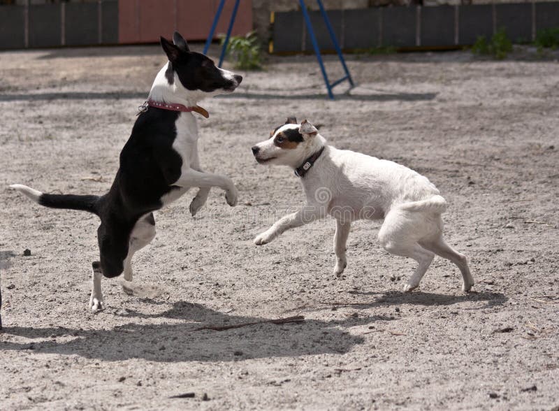 Dog fight stock image. Image of playground, terrier, fight - 20194179
