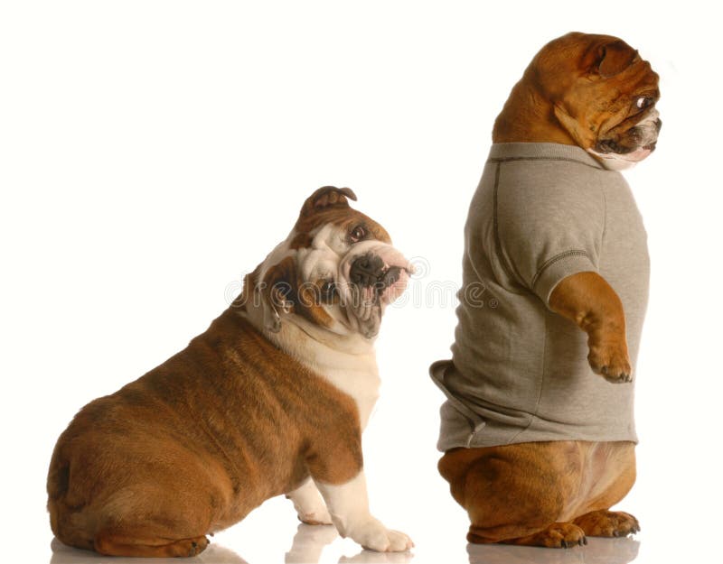 Dog fight stock photo. Image of cute, companion, bully - 7422324