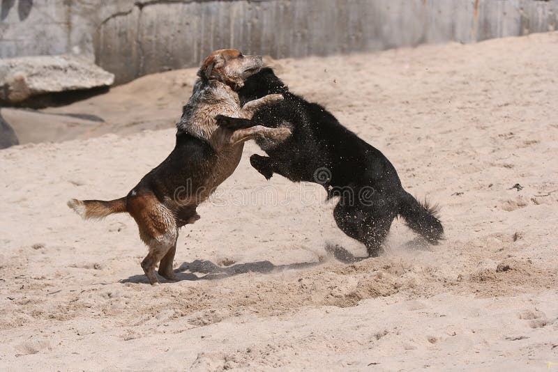 Dog fight stock image. Image of domestic, fellow, animal - 944391