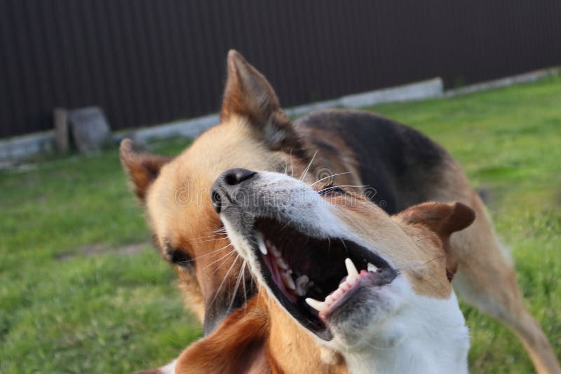 Dog Fight. Aggressive Play of Dogs Stock Image - Image of biting, teeth ...