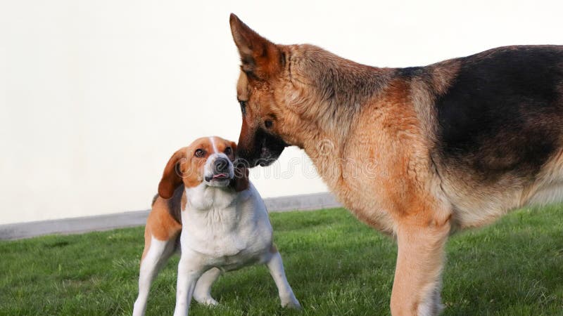 Dog Fight. Aggressive Play of Dogs Stock Image - Image of themes, teeth ...