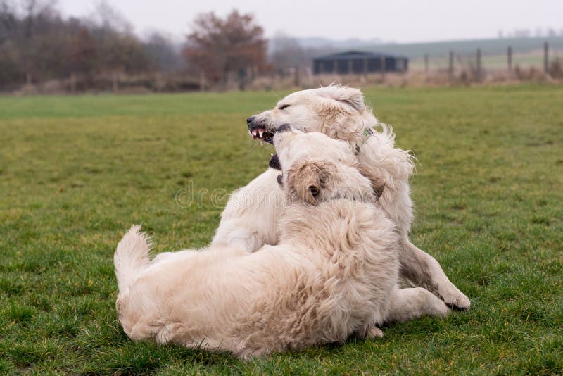 Dog fight stock photo. Image of outside, fighting, animals - 81825866