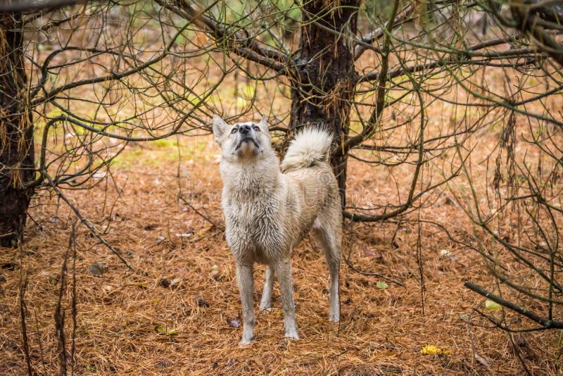 Dog in the fir forest stock photo. Image of forest, leash - 79790862