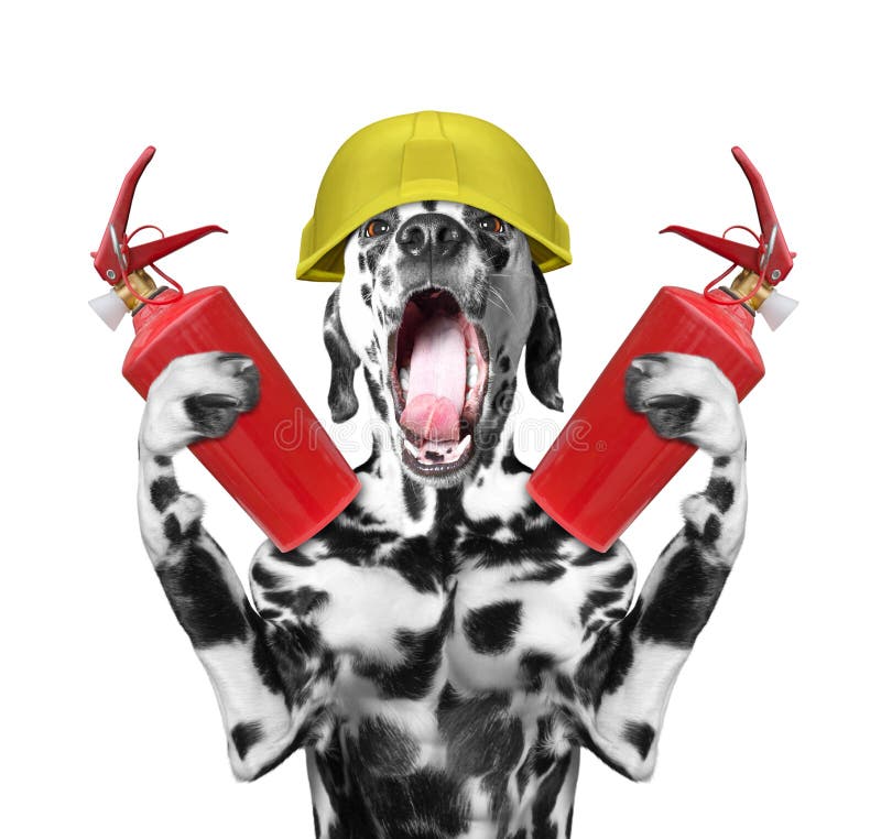 Dog Firefighter Screams Signal -- Isolated on White Stock Image - Image ...