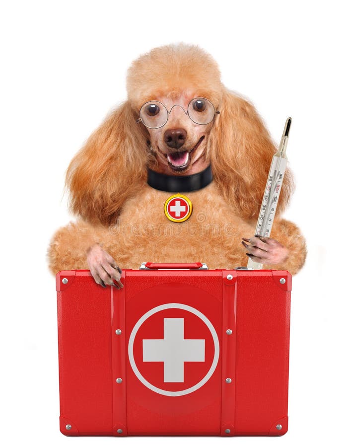 Dog with a first aid kit stock photo. Image of care, banner - 38478962