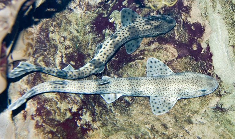Dog Fish stock photo. Image of fishing, marinelife, fish - 832826
