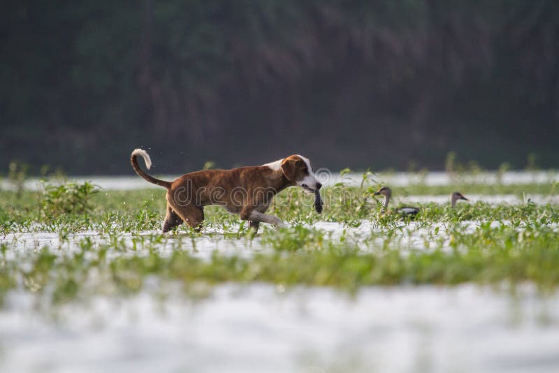 Dog with a fish catch stock photo. Image of birds, catch - 161713028