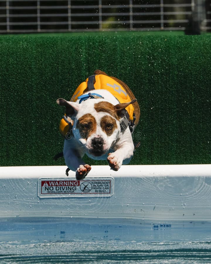 Dog in a Floating Vest Diving into Pool Stock Image - Image of ...