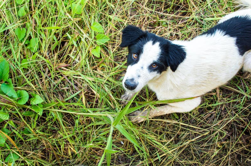 Dog flop on the wet grass stock photo. Image of animal - 140226716