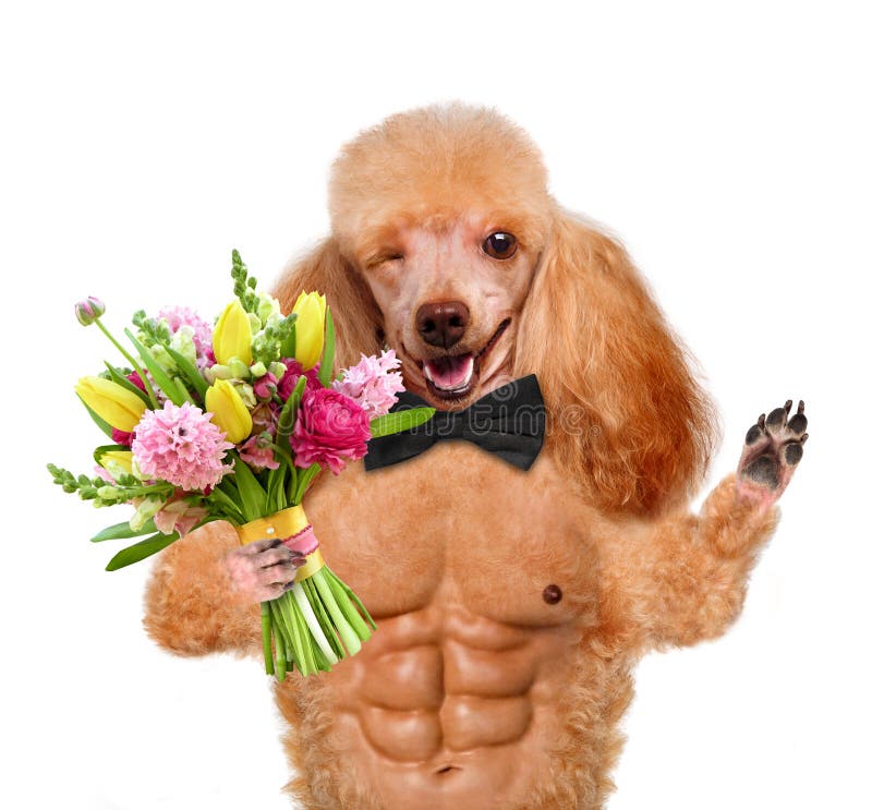 Dog with flower. Creative stock image. Image of rose - 40078817