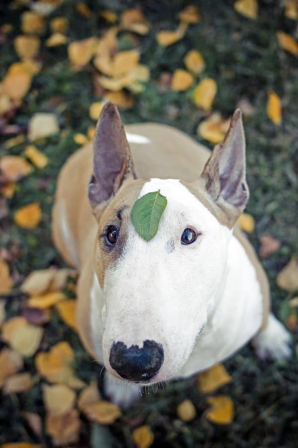 Dog, Flowers, sad stock photo. Image of leaf, bullterrier - 101407836