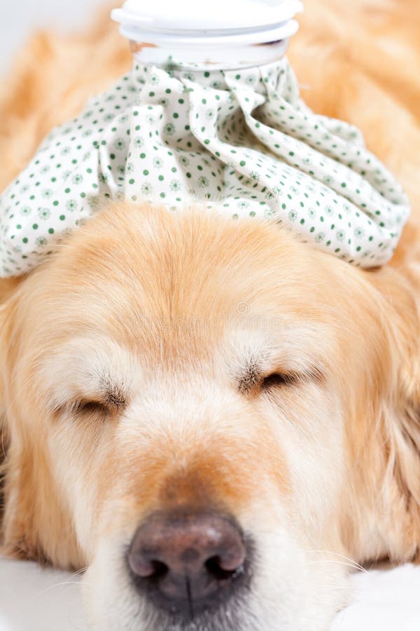 Dog with flu stock image. Image of sick, look, character - 31499403