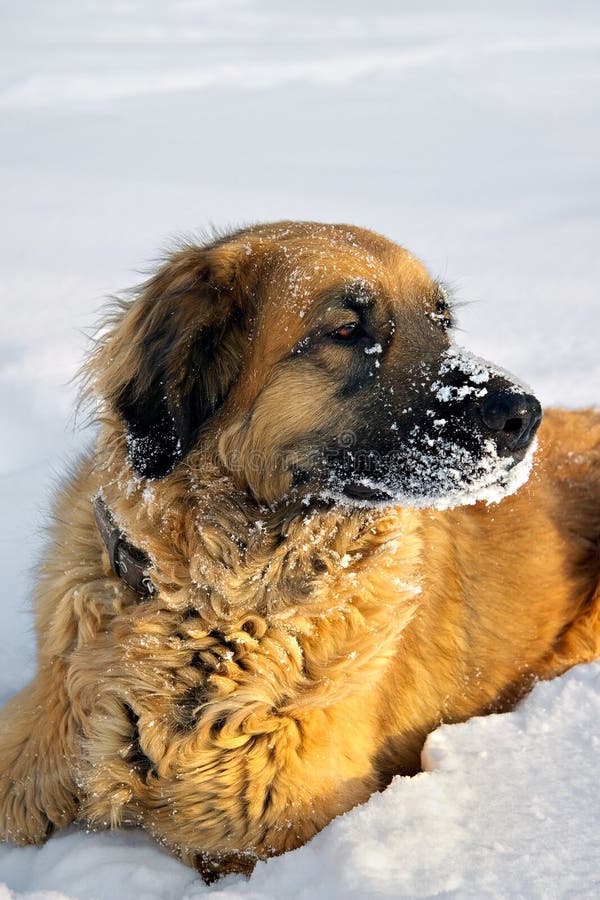 Dog on a fluffy snow stock photo. Image of mammal, puppy - 382154