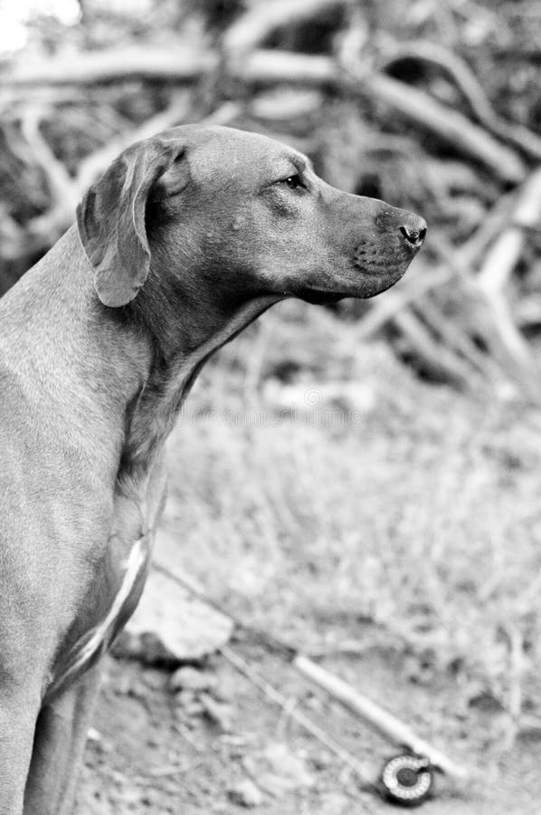 Dog and fly rod stock image. Image of watch, wait, white - 32380439