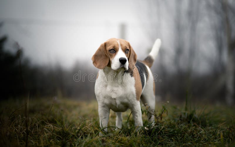 Dog on foggy day stock image. Image of rural, portrait - 64287371