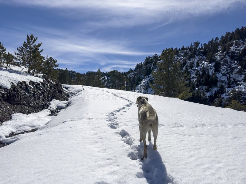 Dog that Follows Different Animal Tracks in Nature Stock Photo - Image ...