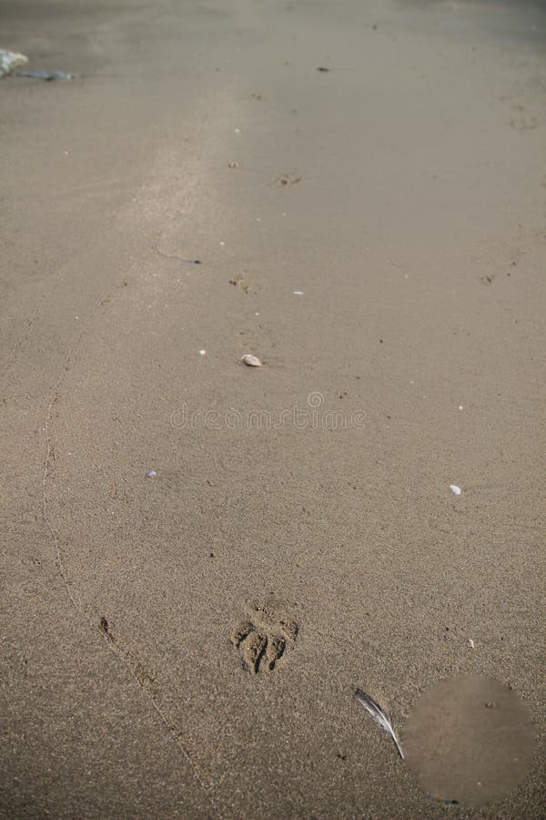 Dog Foot on the Beach Texture. Stock Image - Image of sandy, coast ...