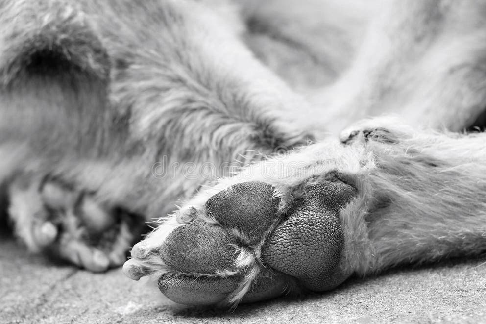 Dog Foot stock photo. Image of dogs, foot, animal, nails - 38090694