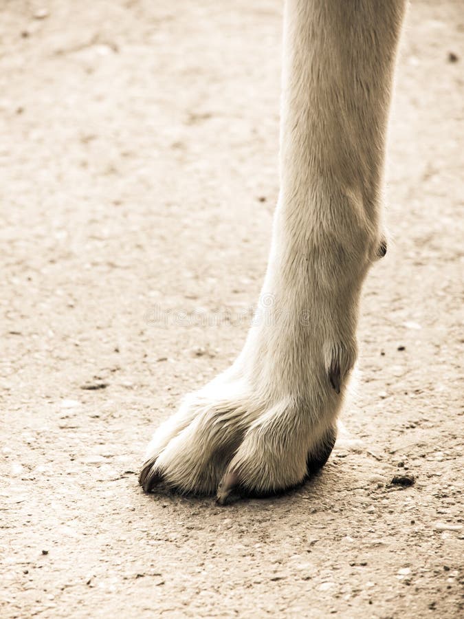 Dog foot (9) stock photo. Image of mammal, dogs, foreleg - 39271210