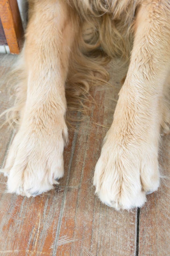 Dog stock image. Image of macro, canine, ground, foot - 77791163