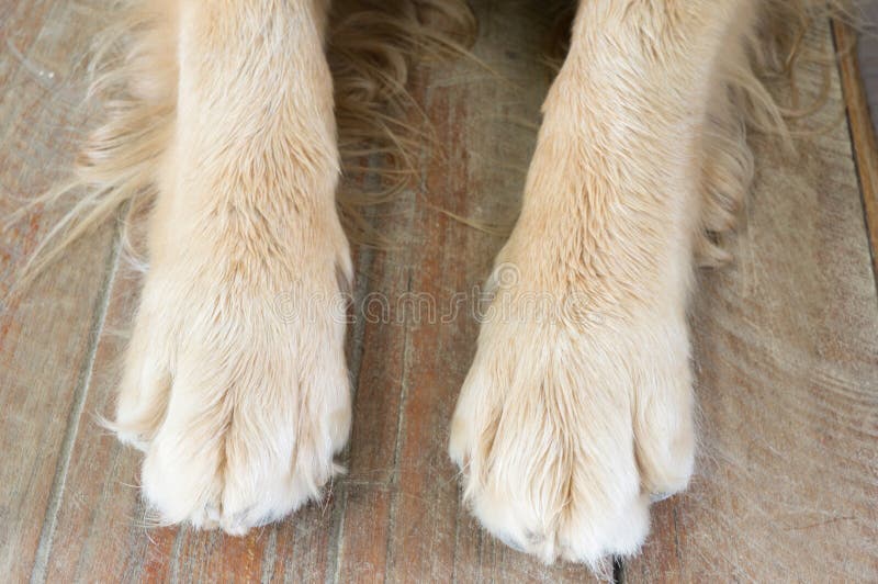 Dog foot stock photo. Image of nails, shape, animal, foot - 77791358