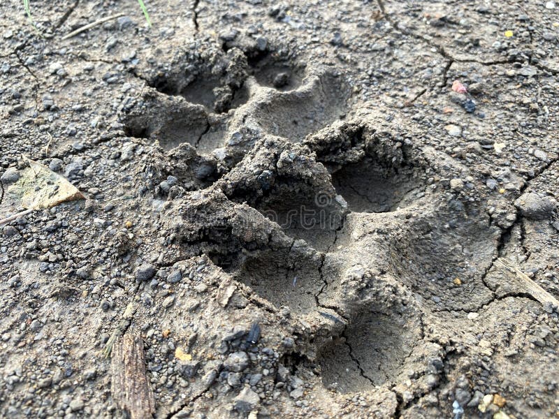 Dog Foot Print on the Ground Stock Photo - Image of foot, agriculture ...