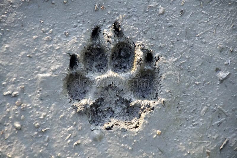 Dog Foot Print on Wet Ground Stock Image - Image of water, detail ...