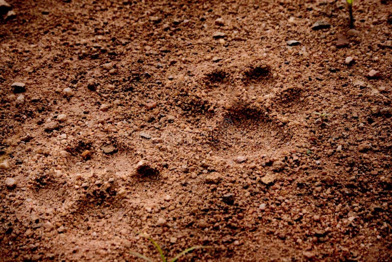Dog Foot Tread on Soft Soil Ground Stock Image - Image of foot, animal ...