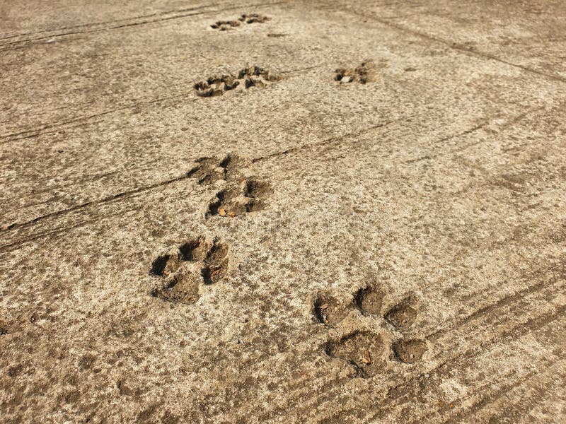 Dog Footprint on Cement Ground for Background Wallpaper Stock Photo ...