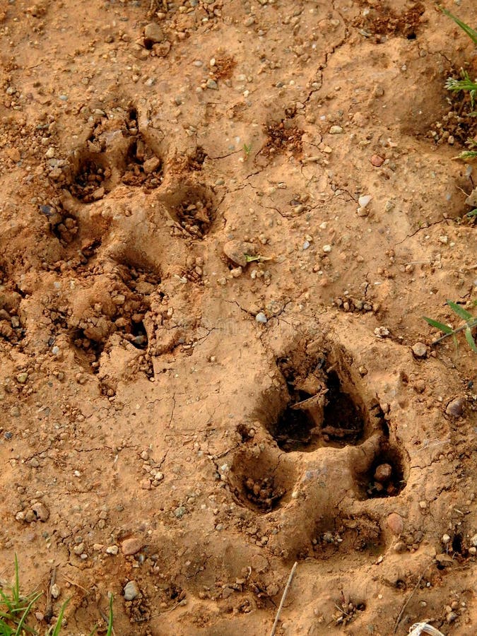 Dog footprint stock image. Image of trouble, puppy, tracking - 181325925
